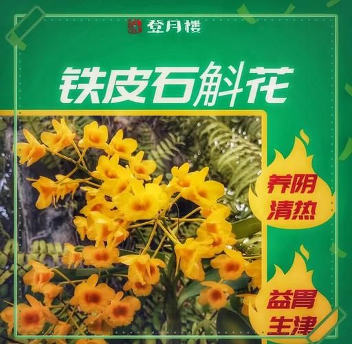 石斛的功效与作用有哪些_石斛适合什么人吃-第2张图片-山城妙识