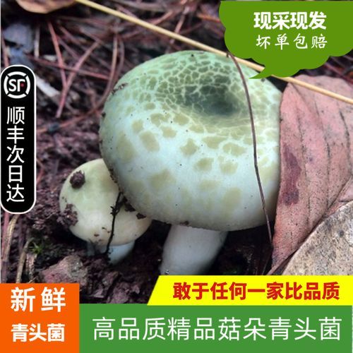 青头菌多少钱一斤_青头菌价格走势-第2张图片-山城妙识 青头菌多少钱一斤_青头菌价格走势-第2张图片-山城妙识