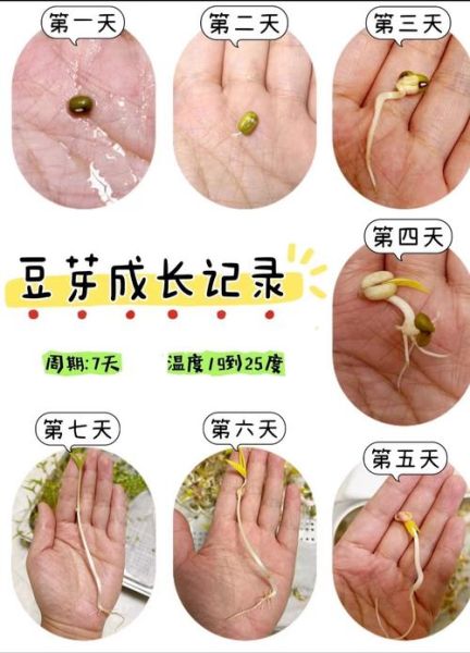 生豆芽需要几天_怎样让豆芽长得又白又粗-第2张图片-山城妙识 生豆芽需要几天_怎样让豆芽长得又白又粗-第2张图片-山城妙识