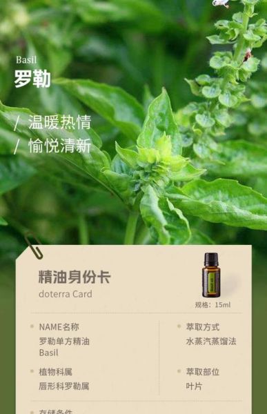 罗勒精油的功效与作用_罗勒精油怎么用效果最好-第3张图片-山城妙识