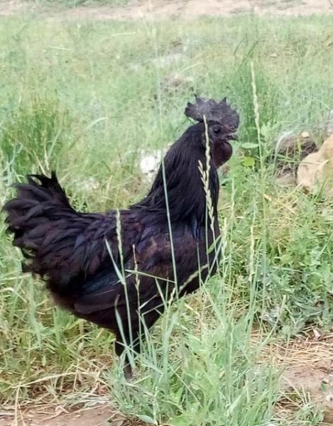 中国最好的黑鸡品种有哪些_黑鸡营养价值高吗-第2张图片-山城妙识 中国最好的黑鸡品种有哪些_黑鸡营养价值高吗-第2张图片-山城妙识