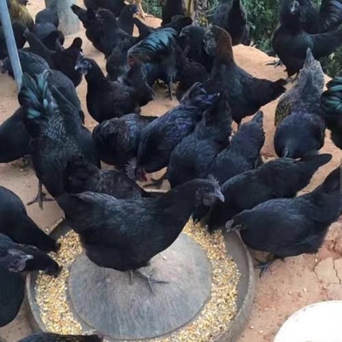 中国最好的黑鸡品种有哪些_黑鸡营养价值高吗-第3张图片-山城妙识 中国最好的黑鸡品种有哪些_黑鸡营养价值高吗-第3张图片-山城妙识