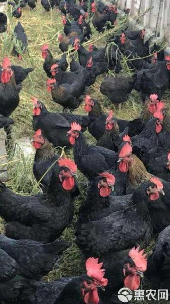 中国最好的黑鸡品种有哪些_黑鸡营养价值高吗-第1张图片-山城妙识 中国最好的黑鸡品种有哪些_黑鸡营养价值高吗-第1张图片-山城妙识