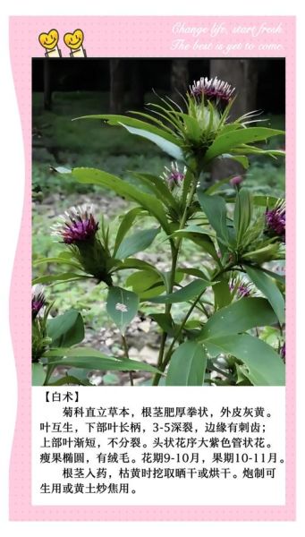 白术长什么样_白术的功效与作用-第1张图片-山城妙识