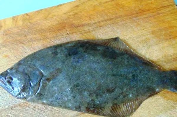 鸦片鱼图片大全大图_鸦片鱼高清图鉴-第1张图片-山城妙识