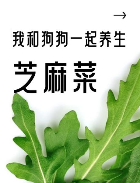 芝麻菜的营养价值_芝麻菜怎么吃最健康-第1张图片-山城妙识 芝麻菜的营养价值_芝麻菜怎么吃最健康-第1张图片-山城妙识