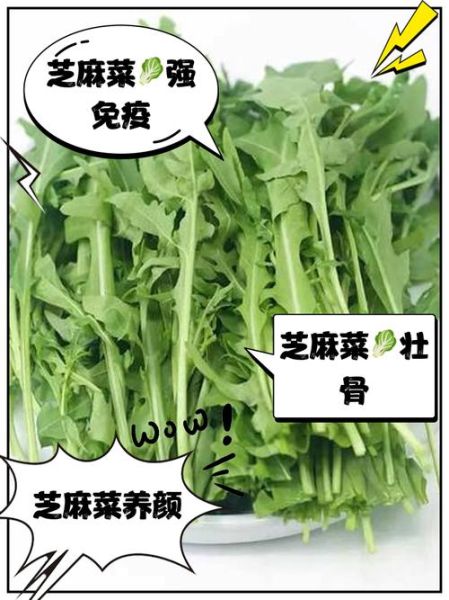 芝麻菜的营养价值_芝麻菜怎么吃最健康-第2张图片-山城妙识 芝麻菜的营养价值_芝麻菜怎么吃最健康-第2张图片-山城妙识