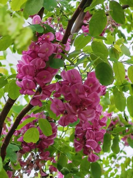 国槐花树图片_国槐花树长什么样-第1张图片-山城妙识