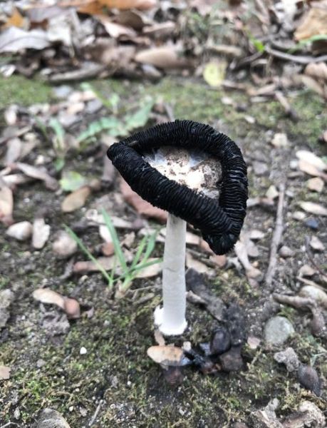 野生鸡腿菇长什么样_怎么辨别真假-第1张图片-山城妙识