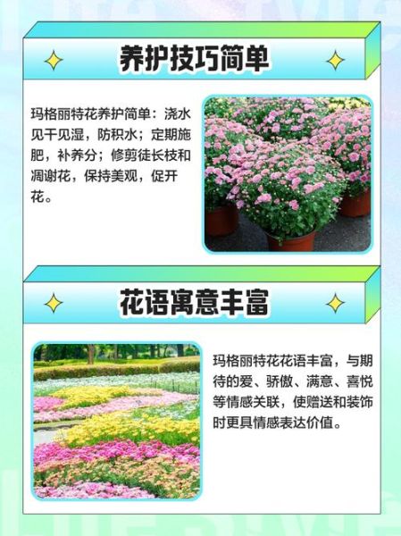 玛格丽特花品种有哪些_新手如何挑选-第3张图片-山城妙识