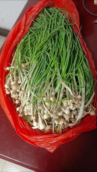 野葱怎么做好吃_野葱的家常做法大全-第3张图片-山城妙识