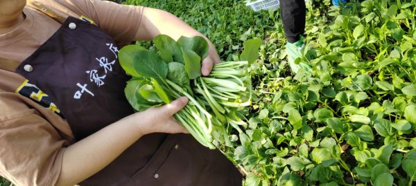 绿色蔬菜图片大全大图_有哪些种类-第1张图片-山城妙识