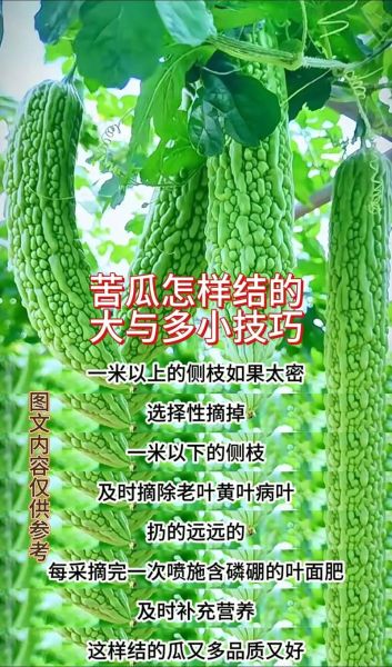 苦瓜怎么做能不苦_苦瓜去苦小窍门-第3张图片-山城妙识