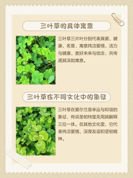 三叶草的花语是什么_三叶草代表什么含义-第1张图片-山城妙识 三叶草的花语是什么_三叶草代表什么含义-第1张图片-山城妙识