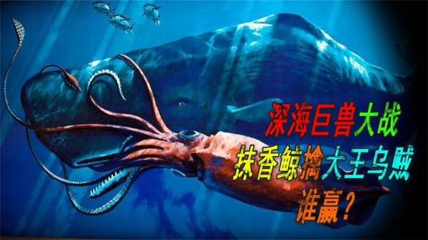 大王鱿鱼vs抹香鲸_谁才是真正的深海霸主-第2张图片-山城妙识 大王鱿鱼vs抹香鲸_谁才是真正的深海霸主-第2张图片-山城妙识