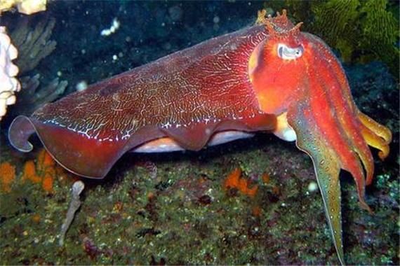 大王鱿鱼vs抹香鲸_谁才是真正的深海霸主-第3张图片-山城妙识 大王鱿鱼vs抹香鲸_谁才是真正的深海霸主-第3张图片-山城妙识