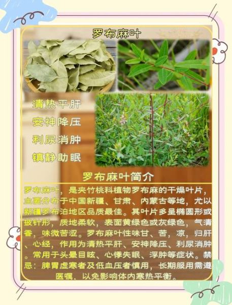 罗布麻叶的功效与作用_罗布麻叶的禁忌有哪些-第1张图片-山城妙识 罗布麻叶的功效与作用_罗布麻叶的禁忌有哪些-第1张图片-山城妙识