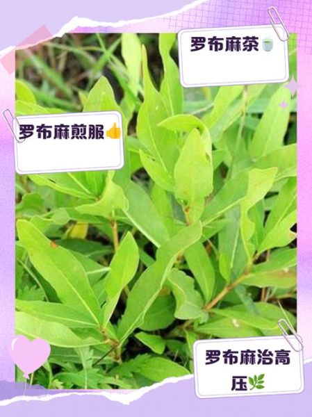 罗布麻叶的功效与作用_罗布麻叶的禁忌有哪些-第2张图片-山城妙识 罗布麻叶的功效与作用_罗布麻叶的禁忌有哪些-第2张图片-山城妙识