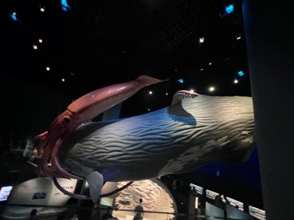 大王鱿鱼vs抹香鲸_谁才是真正的深海霸主-第1张图片-山城妙识 大王鱿鱼vs抹香鲸_谁才是真正的深海霸主-第1张图片-山城妙识