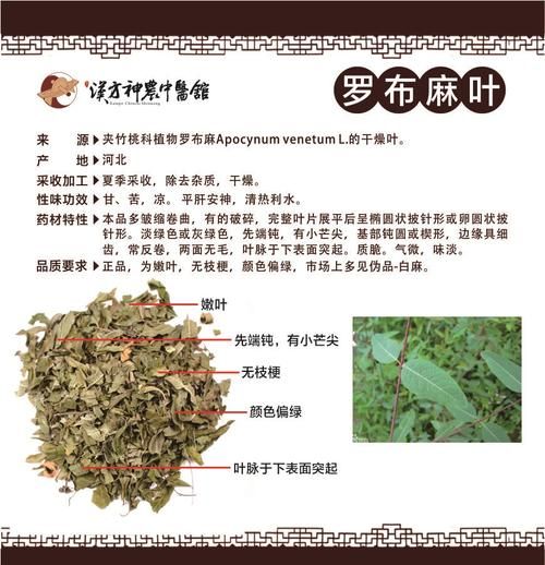 罗布麻叶的功效与作用_罗布麻叶的禁忌有哪些-第3张图片-山城妙识 罗布麻叶的功效与作用_罗布麻叶的禁忌有哪些-第3张图片-山城妙识
