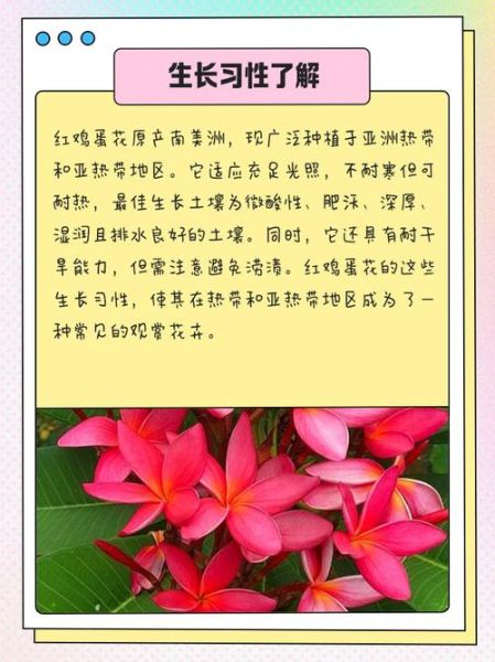红鸡蛋花怎么养_红鸡蛋花有毒吗-第1张图片-山城妙识 红鸡蛋花怎么养_红鸡蛋花有毒吗-第1张图片-山城妙识
