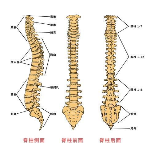 脊梁骨中间疼是怎么回事_脊梁骨中间疼怎么缓解-第1张图片-山城妙识 脊梁骨中间疼是怎么回事_脊梁骨中间疼怎么缓解-第1张图片-山城妙识