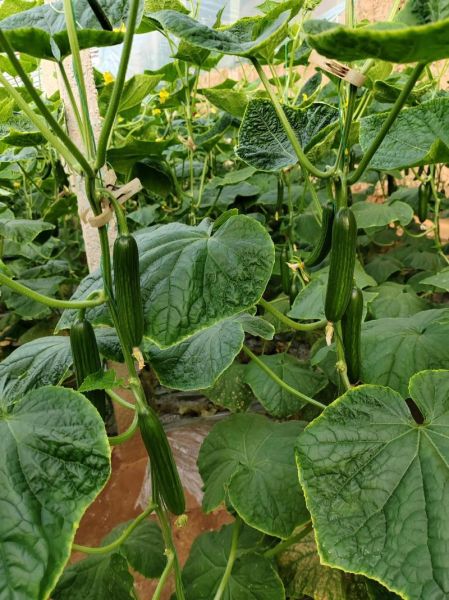 乳瓜怎么吃_乳瓜可以生吃吗-第2张图片-山城妙识