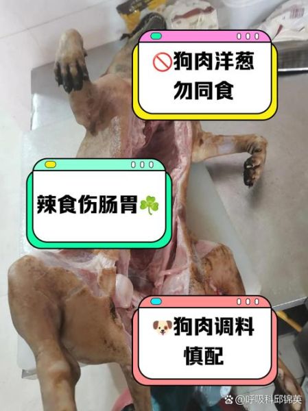 吃狗肉的禁忌有哪些_狗肉不能和什么一起吃-第3张图片-山城妙识 吃狗肉的禁忌有哪些_狗肉不能和什么一起吃-第3张图片-山城妙识