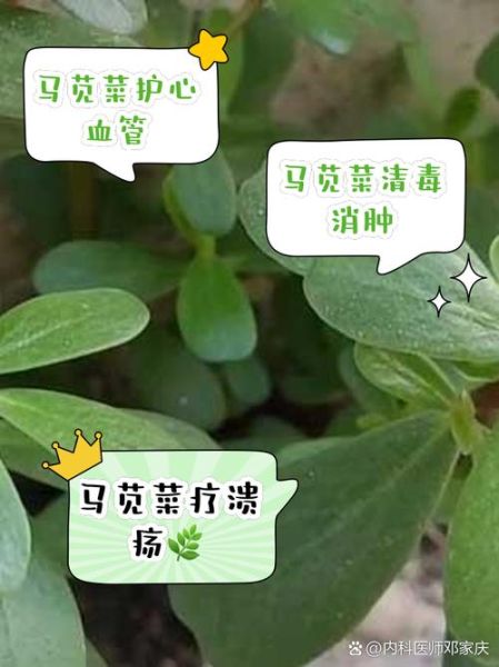 马苋菜什么人不宜吃_马苋菜禁忌人群有哪些-第2张图片-山城妙识 马苋菜什么人不宜吃_马苋菜禁忌人群有哪些-第2张图片-山城妙识