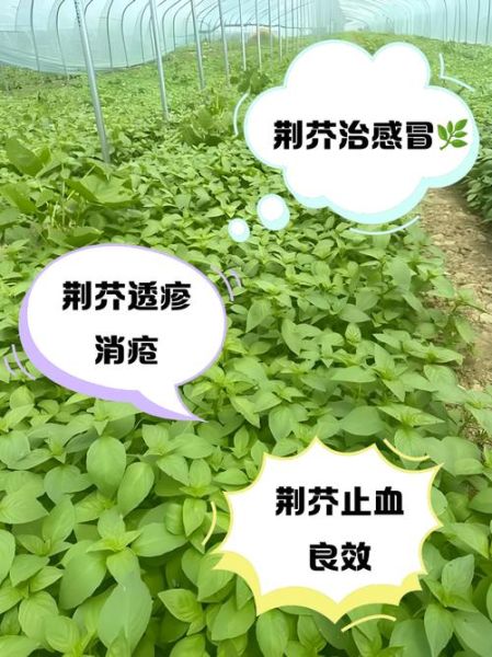 炒荆芥和荆芥的区别_炒荆芥的功效与作用-第2张图片-山城妙识