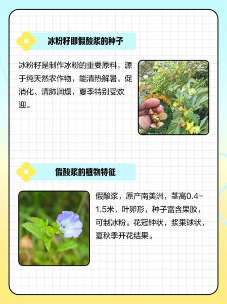 冰粉籽是什么植物_冰粉籽和假酸浆区别-第1张图片-山城妙识