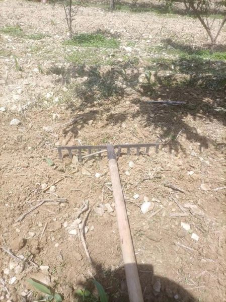 冰粉籽是什么植物_冰粉籽和假酸浆区别-第2张图片-山城妙识