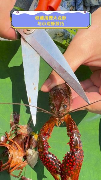 大龙虾怎么清理_大龙虾清洗步骤-第3张图片-山城妙识