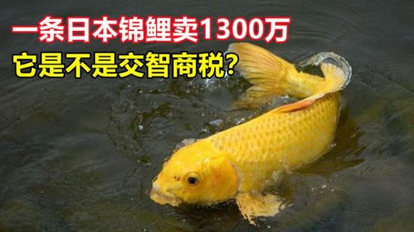 天价锦鲤鱼图片1300万_为什么这么贵-第1张图片-山城妙识 天价锦鲤鱼图片1300万_为什么这么贵-第1张图片-山城妙识