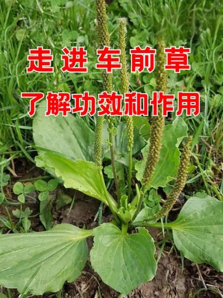 车前草图片大全大图_如何辨别真假车前草-第1张图片-山城妙识 车前草图片大全大图_如何辨别真假车前草-第1张图片-山城妙识