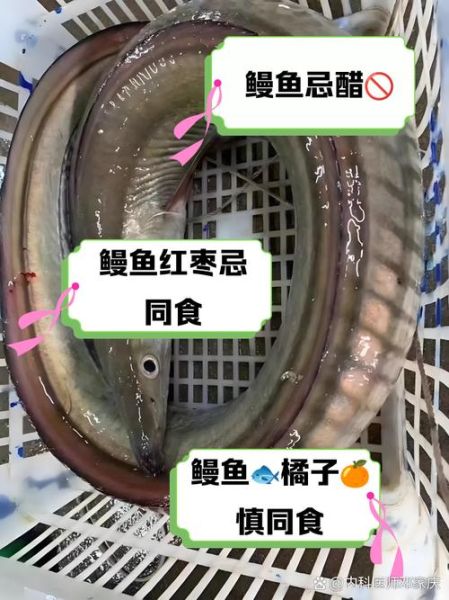 鳗鱼不能和什么一起吃_禁忌食物全解析-第1张图片-山城妙识 鳗鱼不能和什么一起吃_禁忌食物全解析-第1张图片-山城妙识