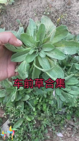 车前草图片大全大图_如何辨别真假车前草-第3张图片-山城妙识 车前草图片大全大图_如何辨别真假车前草-第3张图片-山城妙识