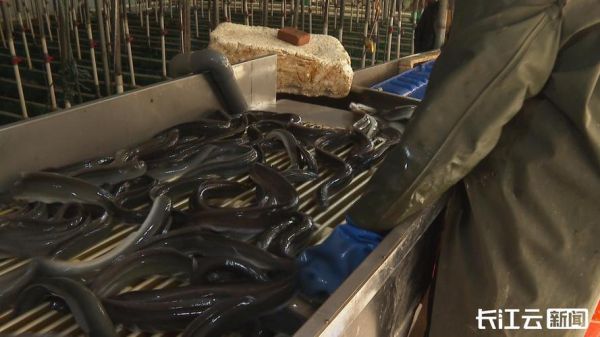 鳗鱼养殖水质要求_如何调节-第1张图片-山城妙识