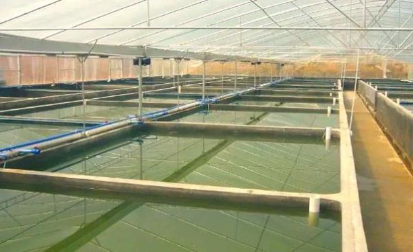 鳗鱼养殖水质要求_如何调节-第3张图片-山城妙识