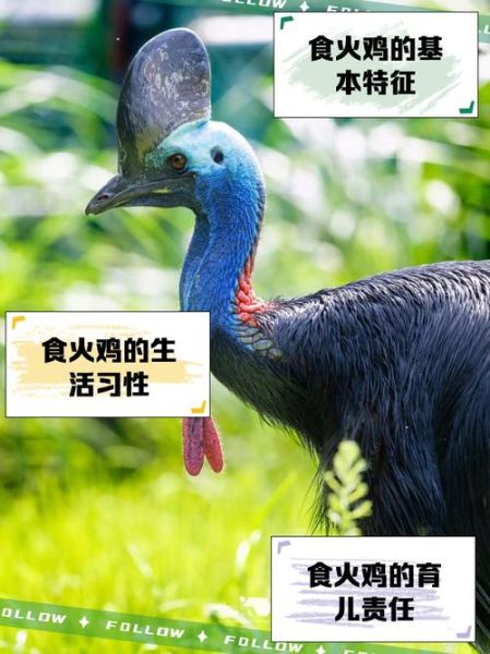 圣诞节为什么吃火鸡_火鸡传统起源-第1张图片-山城妙识