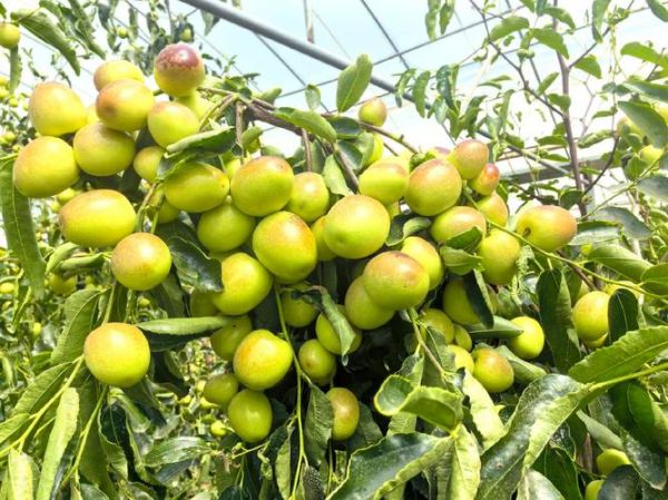 蜜枣产地在哪里_哪里的蜜枣最正宗-第2张图片-山城妙识