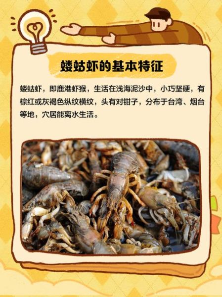 虾蛄怎么念_虾蛄的正确读音是什么-第3张图片-山城妙识 虾蛄怎么念_虾蛄的正确读音是什么-第3张图片-山城妙识