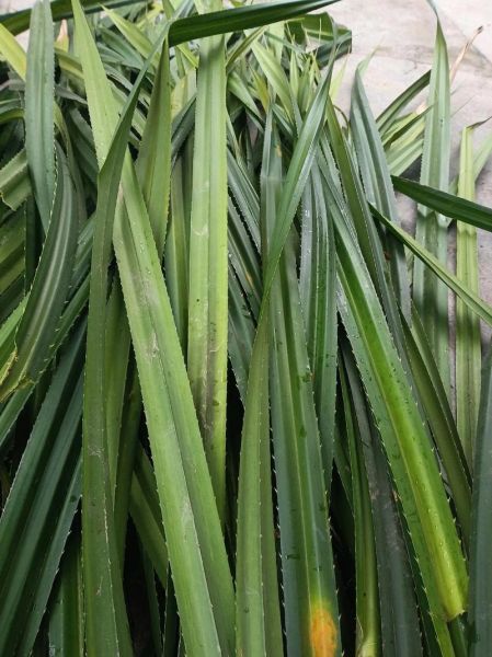 广西包粽子的材料有什么_广西粽子用什么叶子包-第3张图片-山城妙识 广西包粽子的材料有什么_广西粽子用什么叶子包-第3张图片-山城妙识