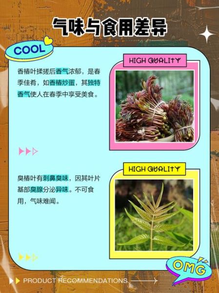 臭椿和香椿的区别_如何一眼分辨臭椿与香椿-第1张图片-山城妙识