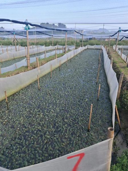 牛蛙养殖一亩可养多少_牛蛙养殖密度怎么算-第1张图片-山城妙识 牛蛙养殖一亩可养多少_牛蛙养殖密度怎么算-第1张图片-山城妙识