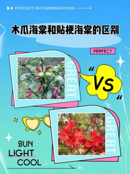 海棠木瓜树图片_如何辨别真假-第1张图片-山城妙识