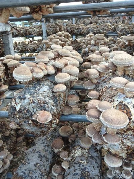一亩大棚香菇种植利润_香菇大棚一年能赚多少钱-第1张图片-山城妙识