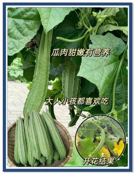 棱角丝瓜的功效与作用_棱角丝瓜怎么吃最营养-第1张图片-山城妙识 棱角丝瓜的功效与作用_棱角丝瓜怎么吃最营养-第1张图片-山城妙识