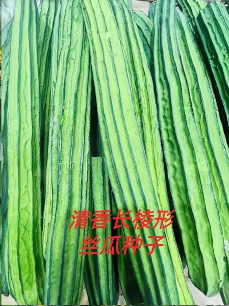 棱角丝瓜的功效与作用_棱角丝瓜怎么吃最营养-第3张图片-山城妙识 棱角丝瓜的功效与作用_棱角丝瓜怎么吃最营养-第3张图片-山城妙识