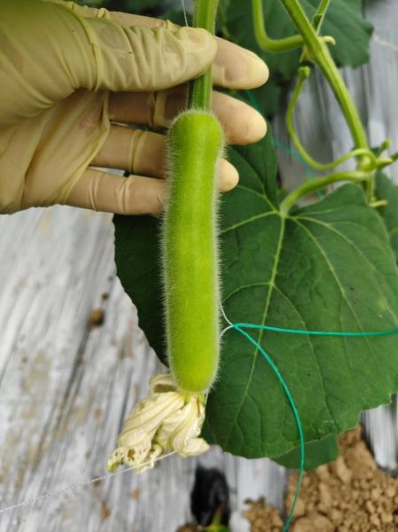 瓠瓜种子怎么种_瓠瓜种子多少钱一斤-第1张图片-山城妙识